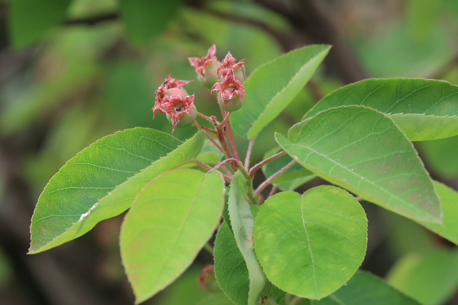 ジューンベリーを植えてはいけない理由は？植える時に気をつけることや鳥対策・花言葉や風水・地植えや鉢植えの育て方もご紹介 | siritailog